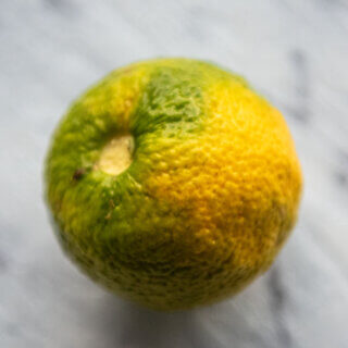 Marinated Salmon Sashimi in Yuzu - RecipeTin Japan